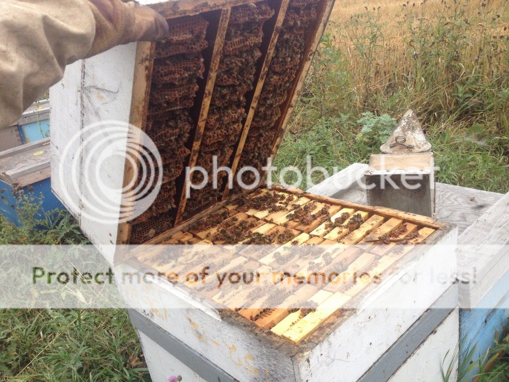 Queen Rearing with Michael Palmer method | Page 2 | Beesource Beekeeping Forums